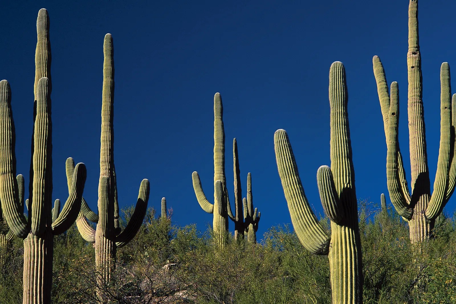 The Cactus Lens: A Clearer View – un-Denial